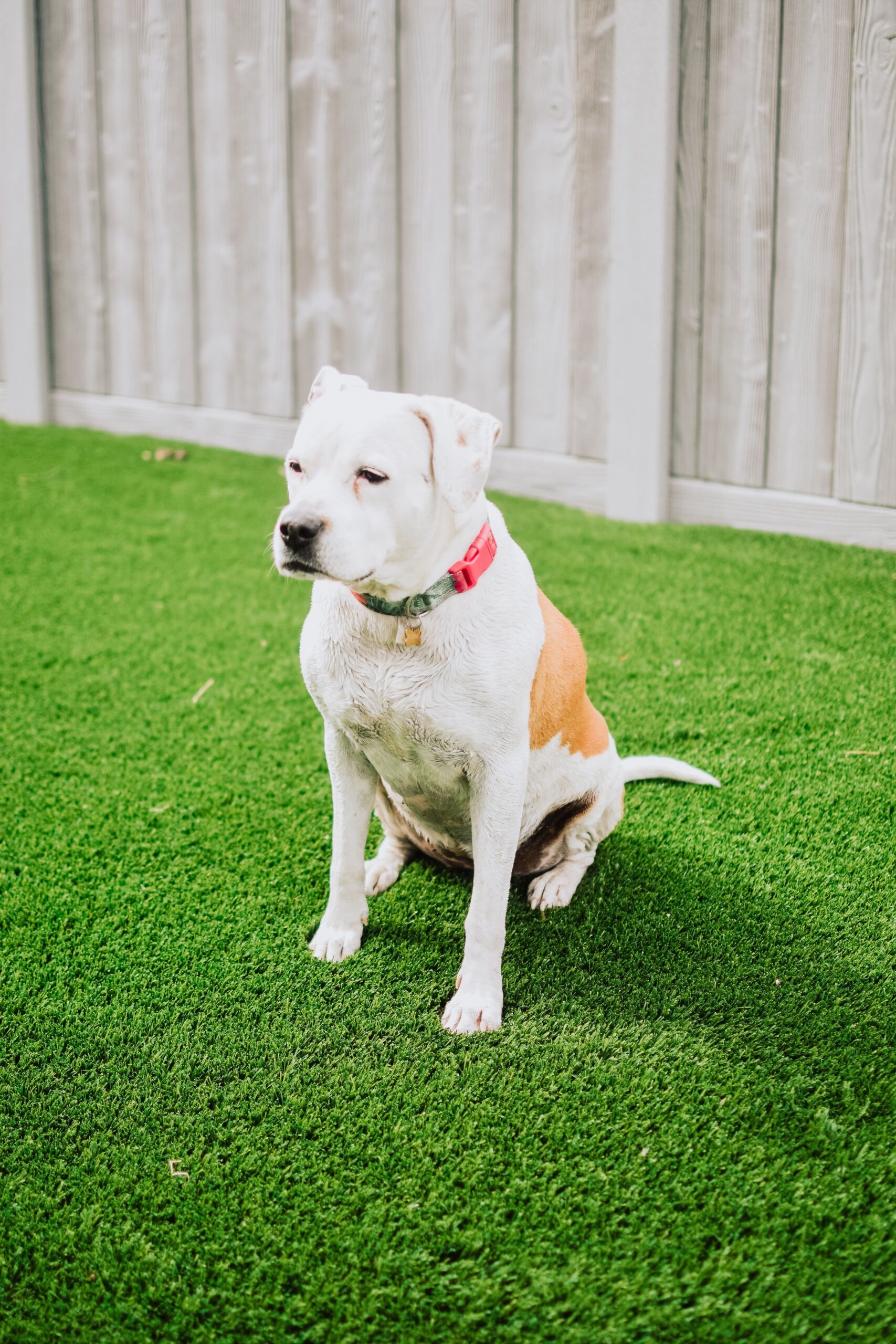 Pet Turf Installation - Turfland
